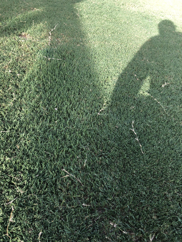 Bermuda runners browning | Lawn Care Forum