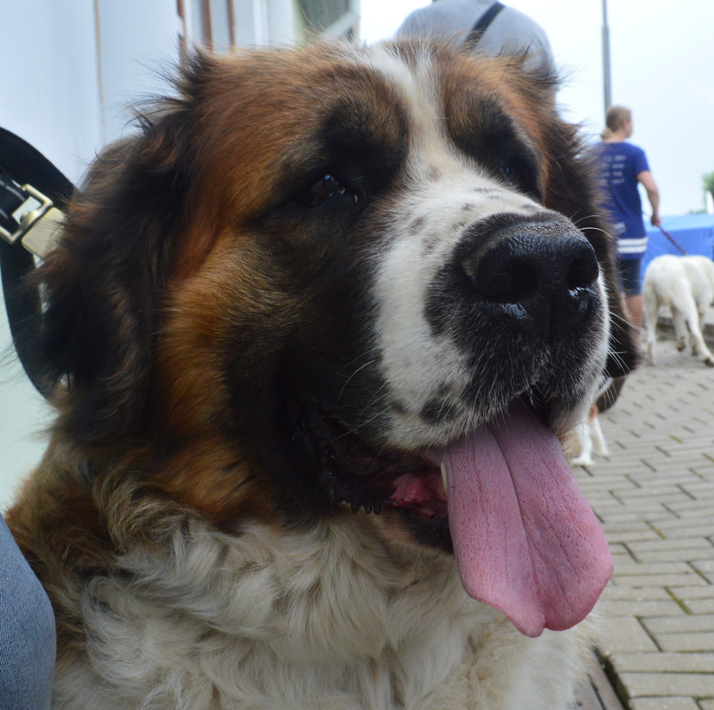 DSC 4204 — Postimages