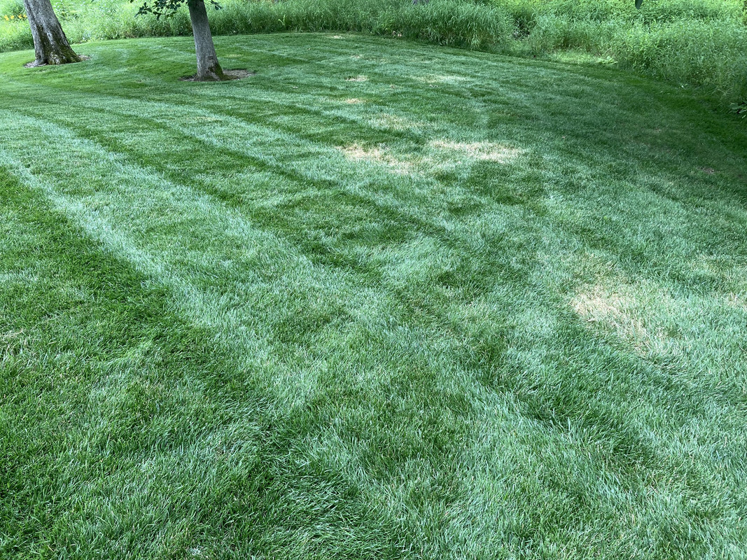 Velocity on poa triv | Lawn Care Forum