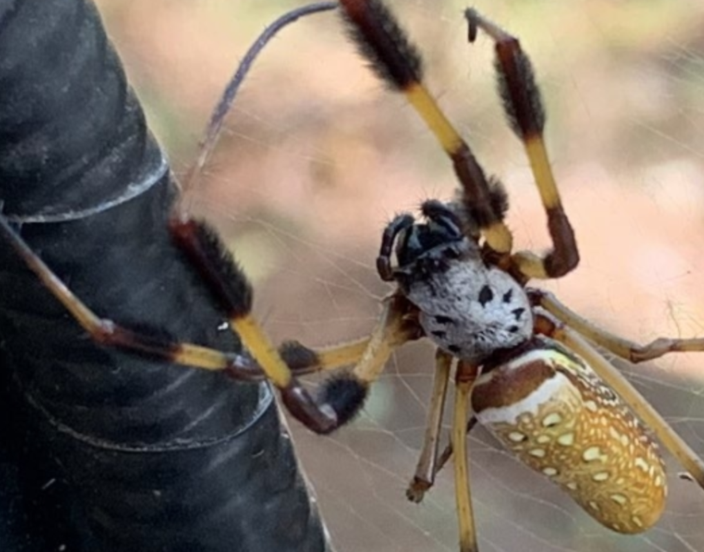 Daniel Dawson | Golden Orb Weaver (Environmental Suit) Minecraft Skin