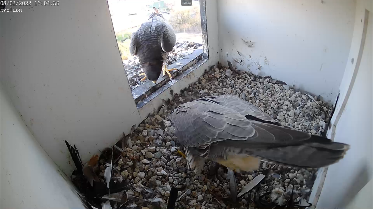 2022 03 08 17 04 51 Window — Postimages