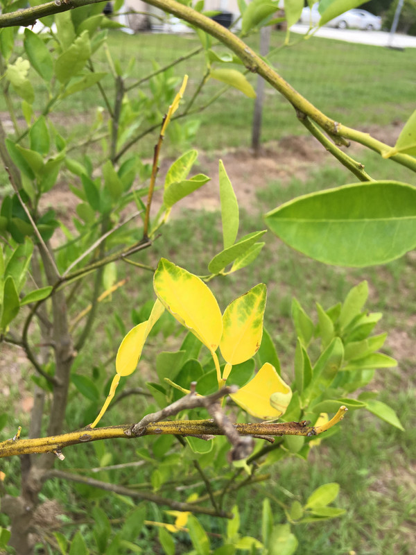 IMG 0610 — Postimages