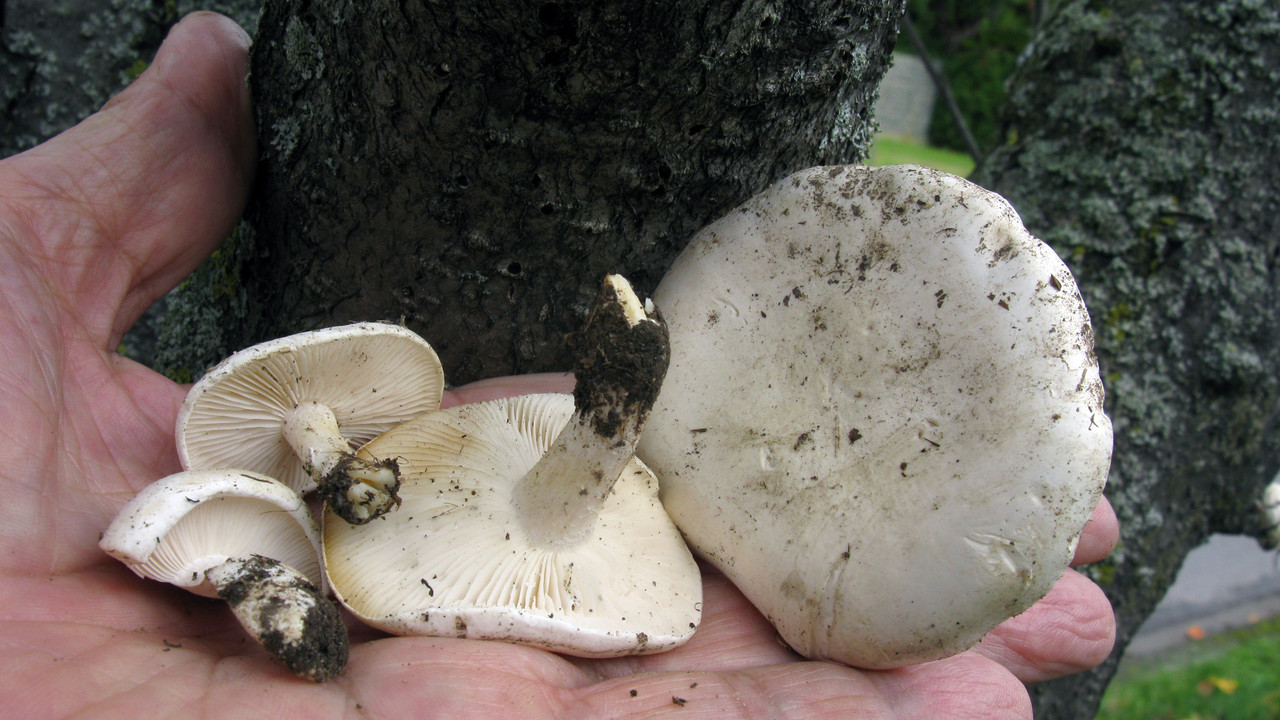 Tricholomella constricta 2 AWP 20211026 — Postimages