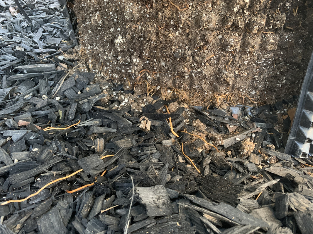 IMG 0167 — Postimages