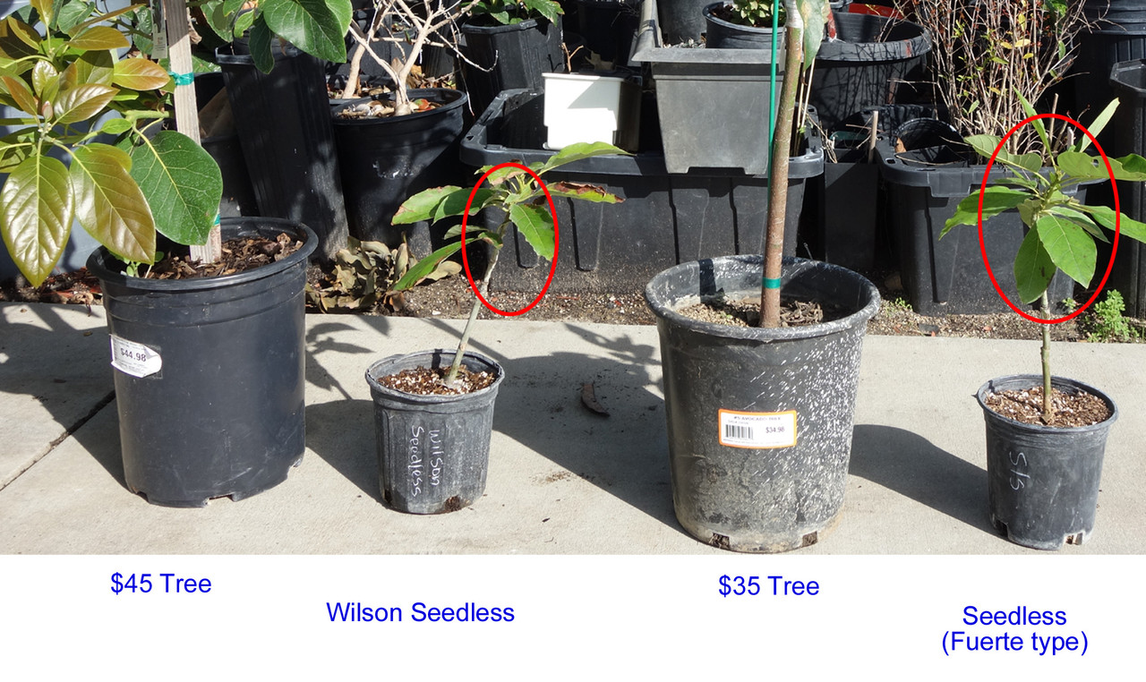 Seedless Avo Grafting Rootstock pic2 — Postimages