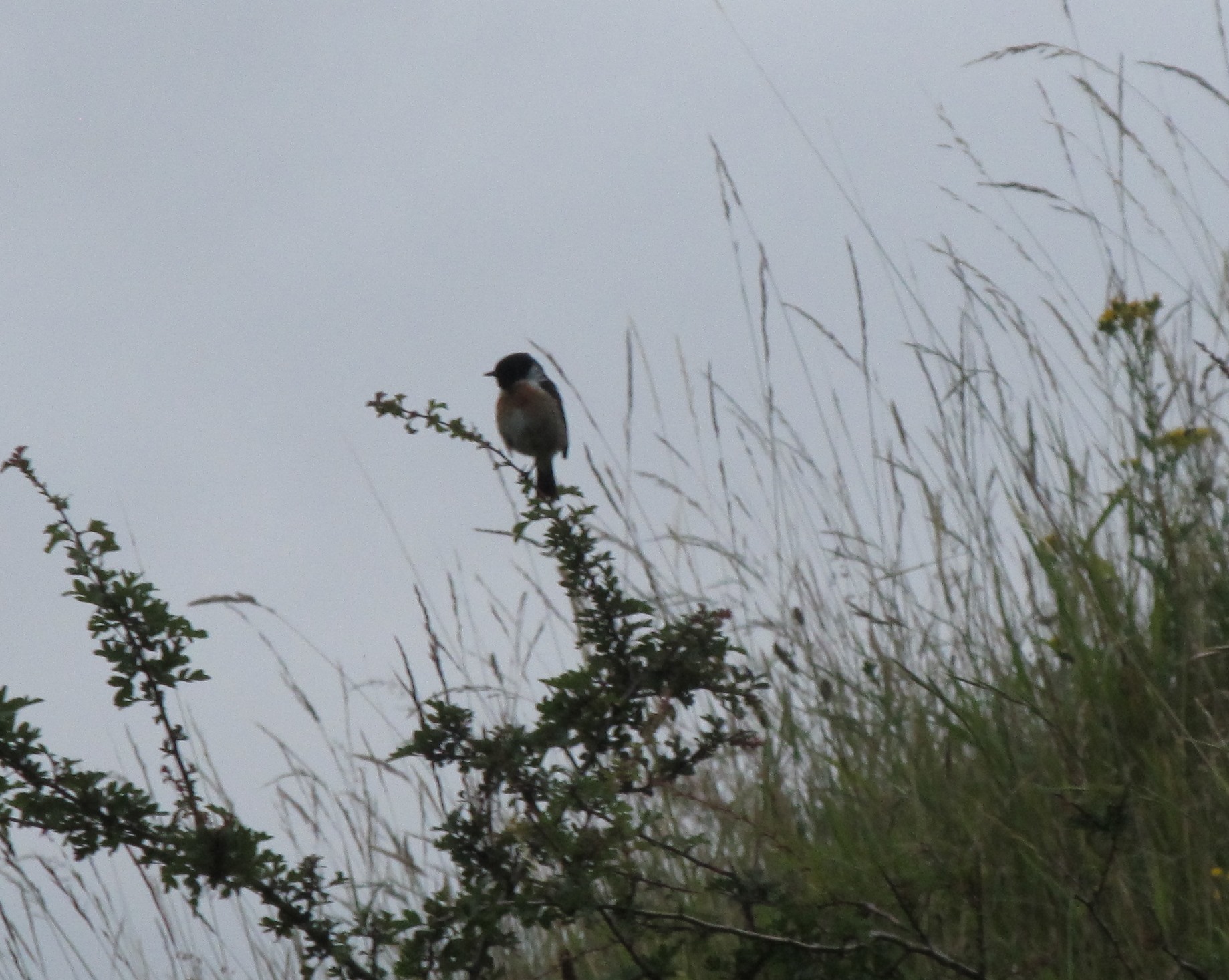 stonechat — Postimages