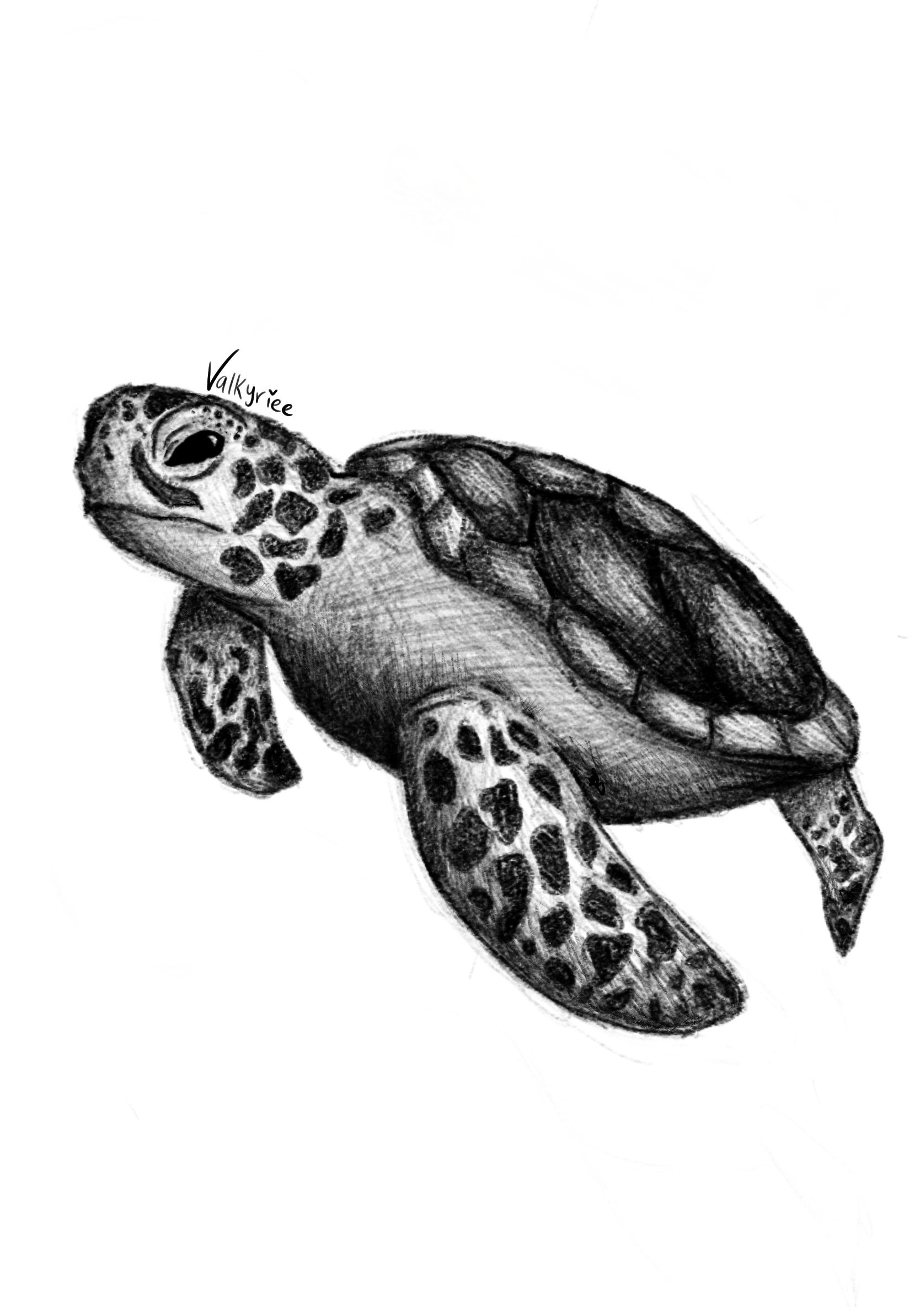 Green turtle — Postimages