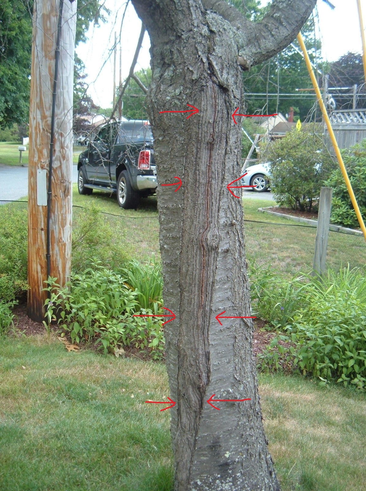 tree3 — Postimages