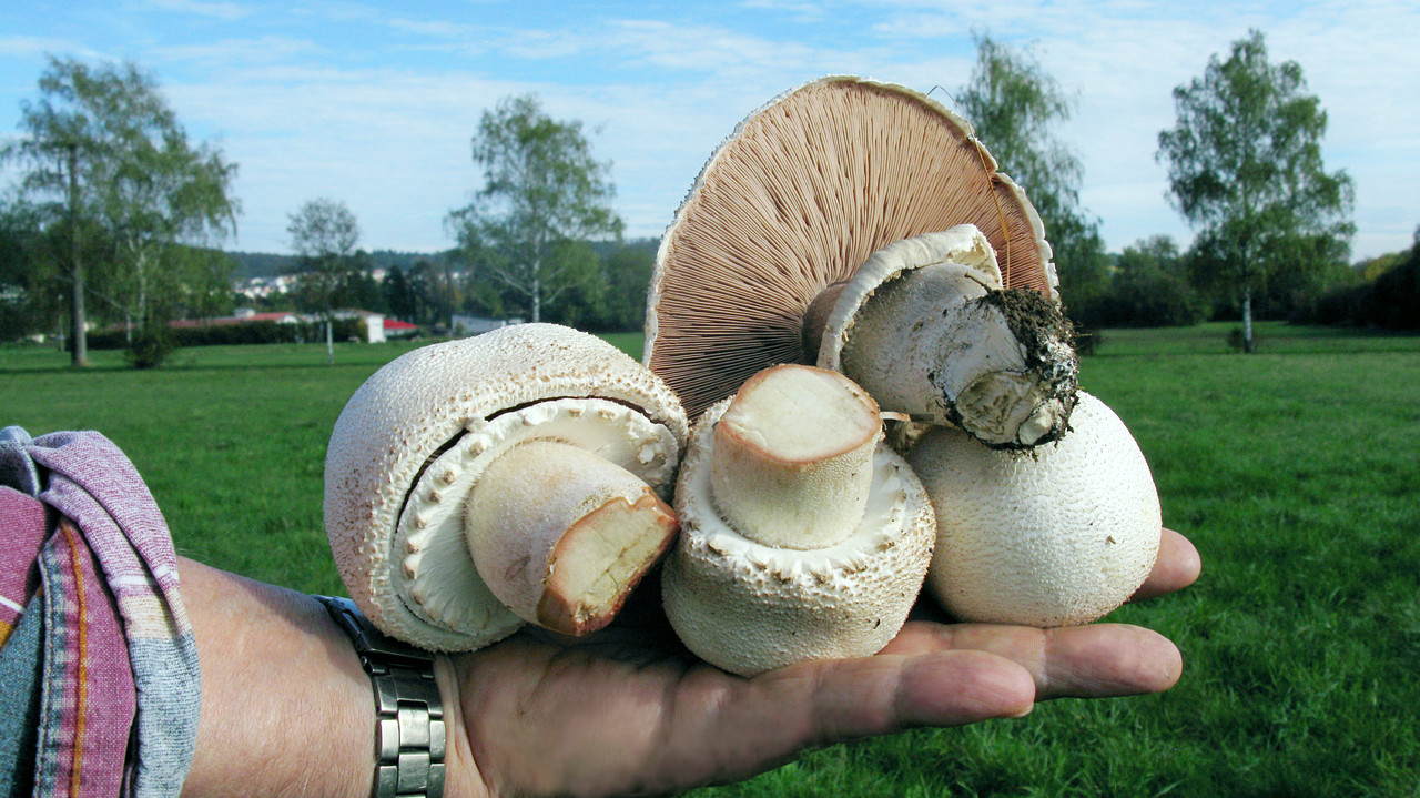 Agaricus macrosporus 3 AWP 20191020 — Postimages