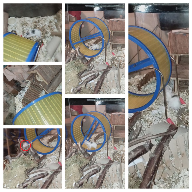 inspectie radje — Postimages