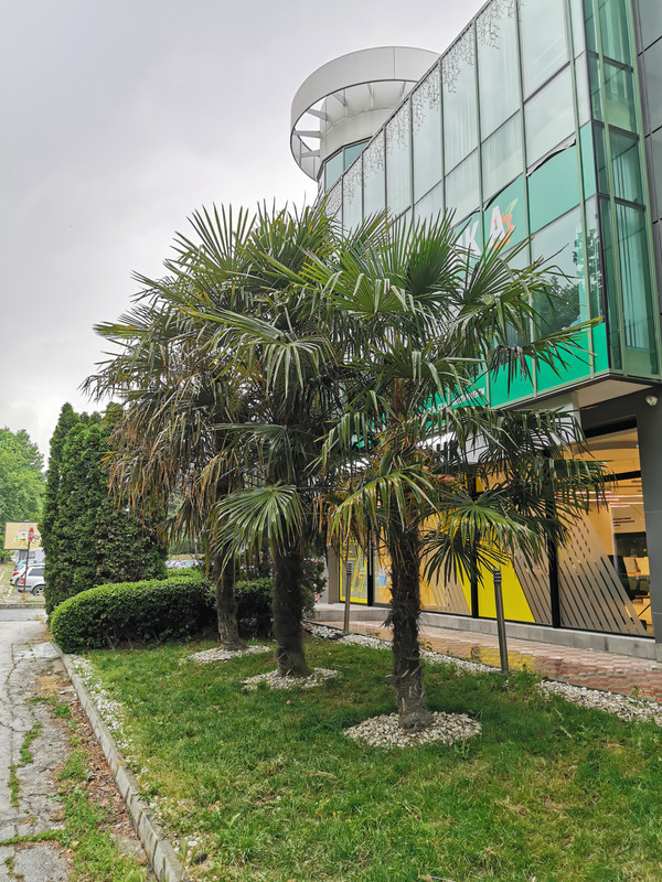 Разпознаване на палма БЪЛГАРСКИЯТ ПАЛМФОРУМ The Palmforum Of Bulgaria
