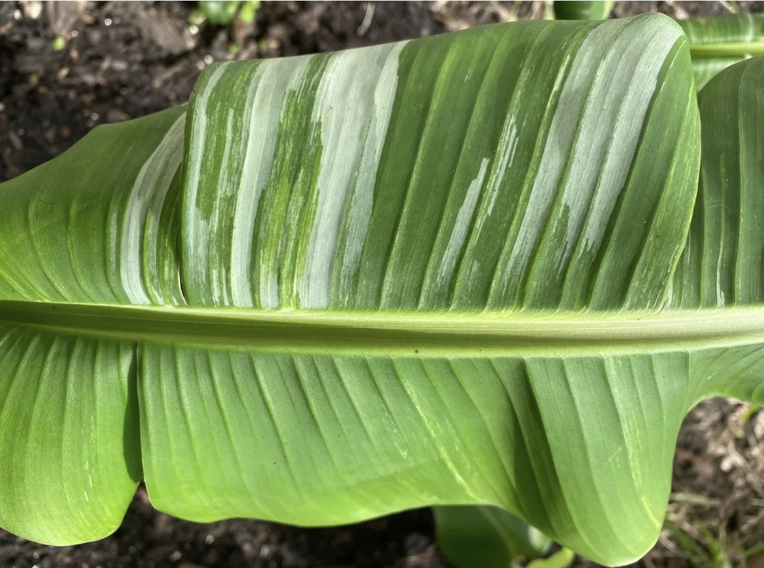 IMG 3327 — Postimages