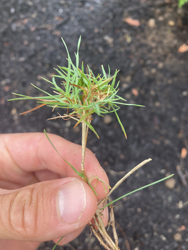 Is This Bentgrass Lawn Care Forum