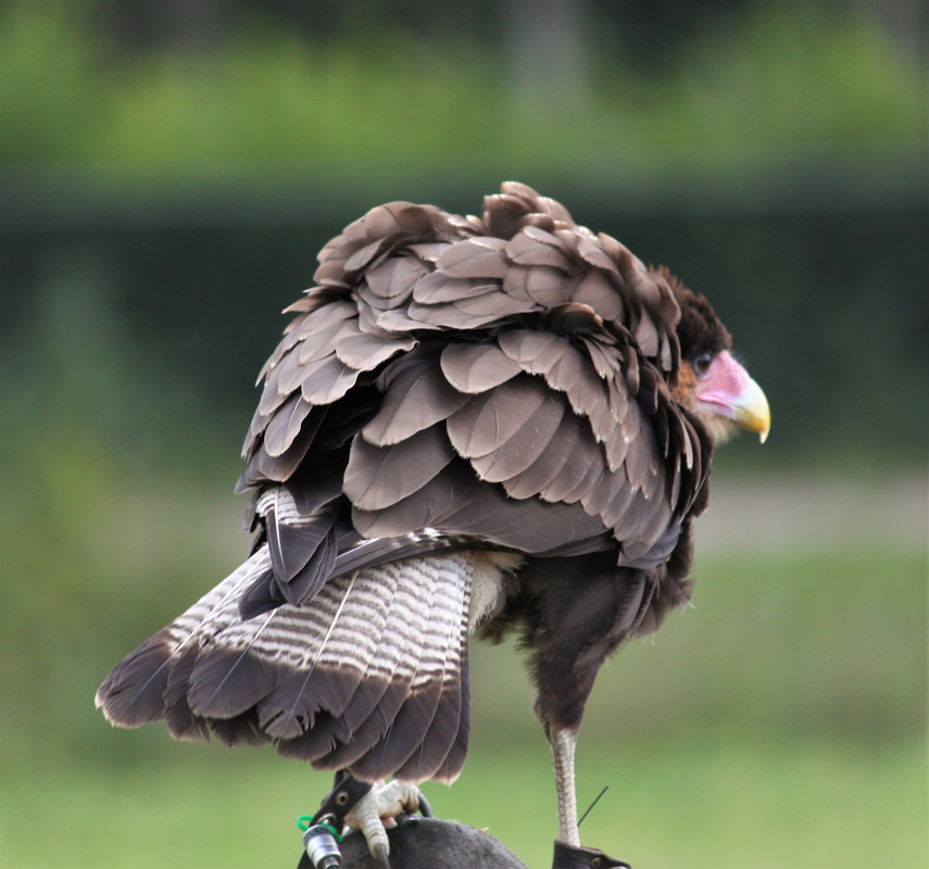 valk4jpg — Postimages