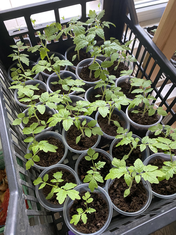 7 C777 EB0 263 F 4 B3 B 85 E6 FCCBFB5 CC943 — Postimages