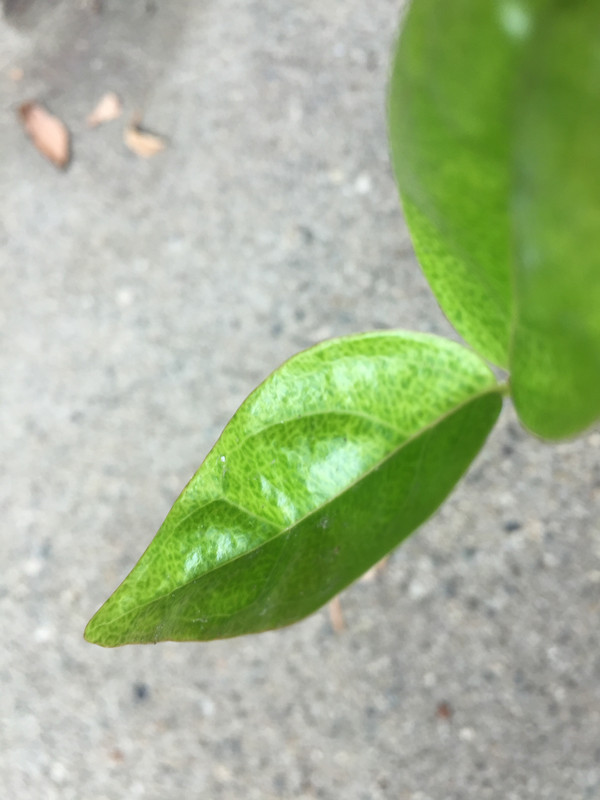 image1 (7) — Postimages