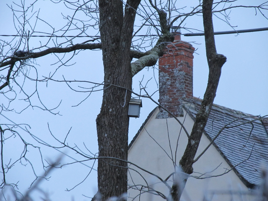 box tree — Postimages