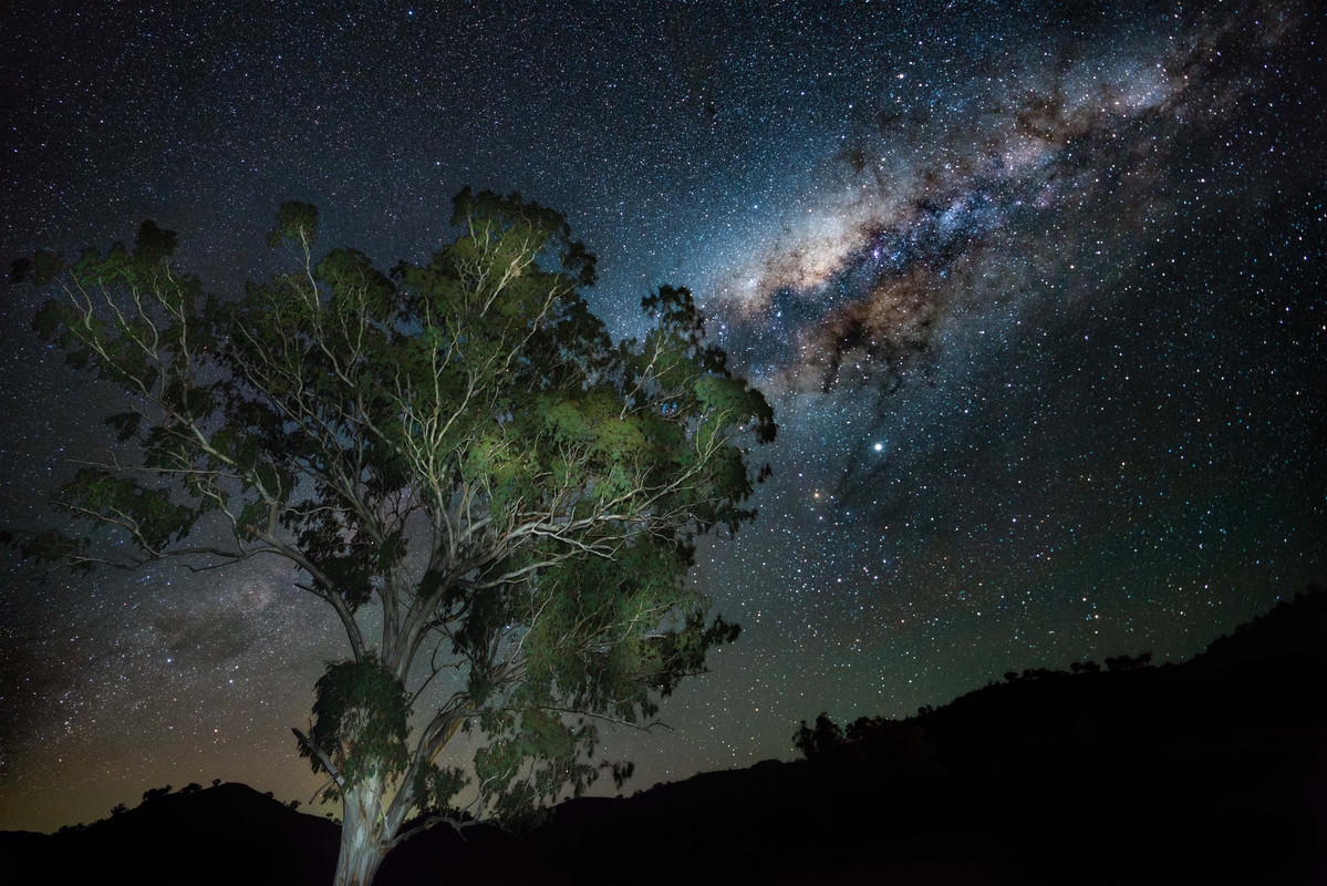 Tree 2 — Postimages