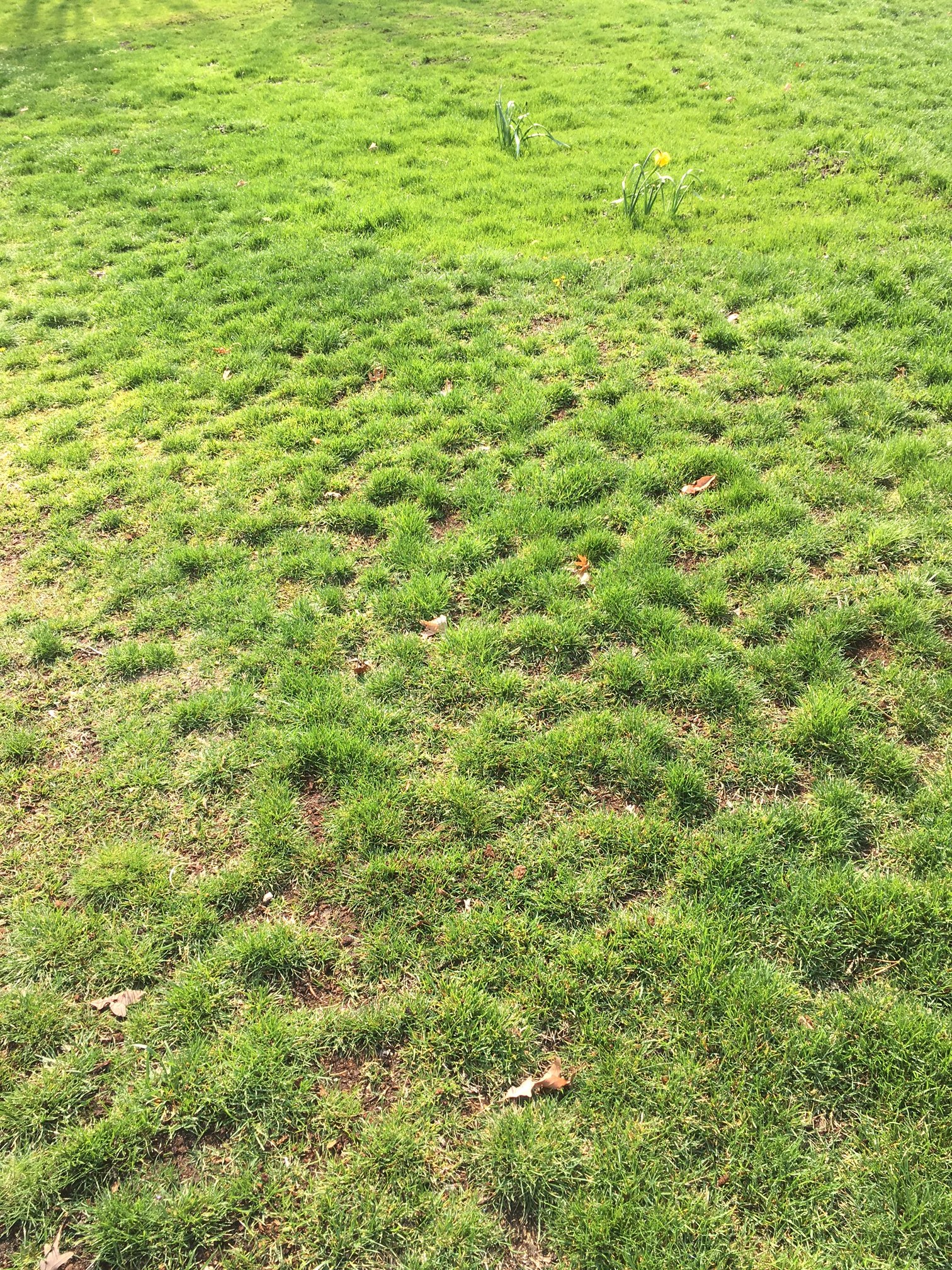 Lawn 1 — Postimages