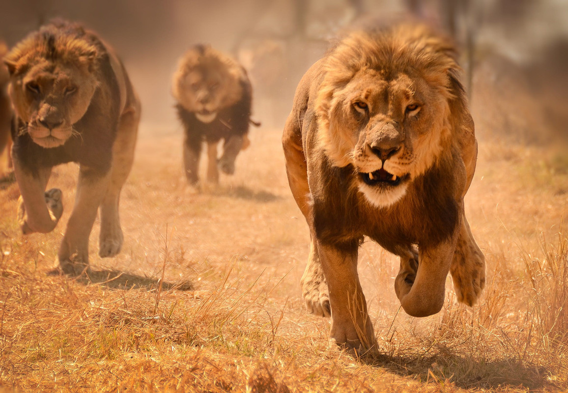 lions hunting 500px RF 7416880 — Postimages