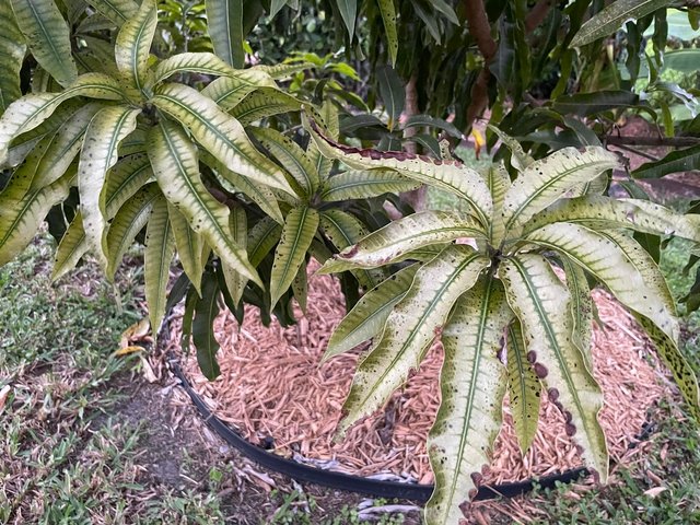 Mango Leaves 4 — Postimages