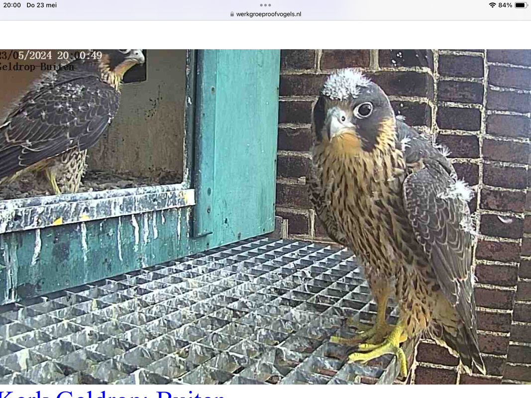 IMG 1108 — Postimages