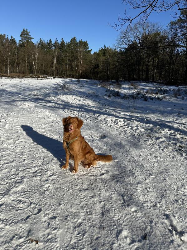 IMG 1988 — Postimages