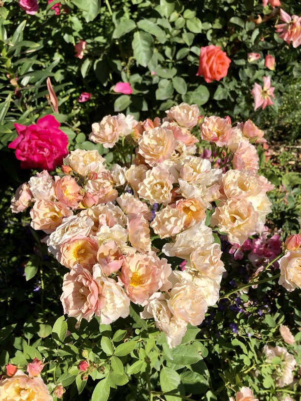 C2124 ECD F8 AA 410 B 8 B71 6529023 CDDCB — Postimages