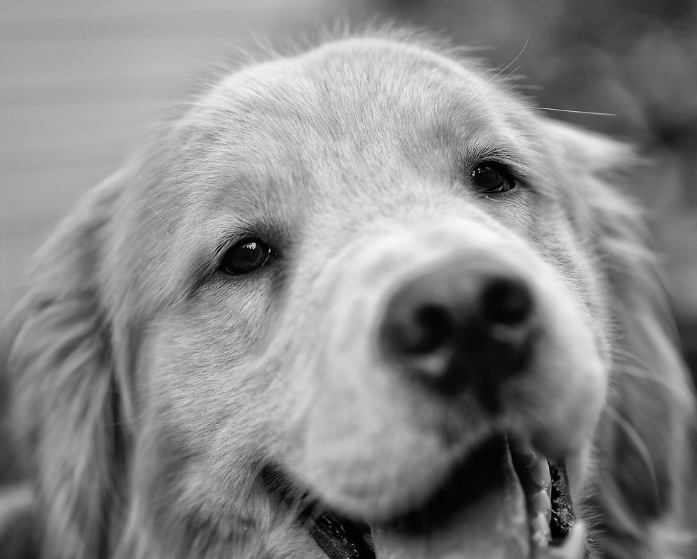 Quotes About Golden Retrievers