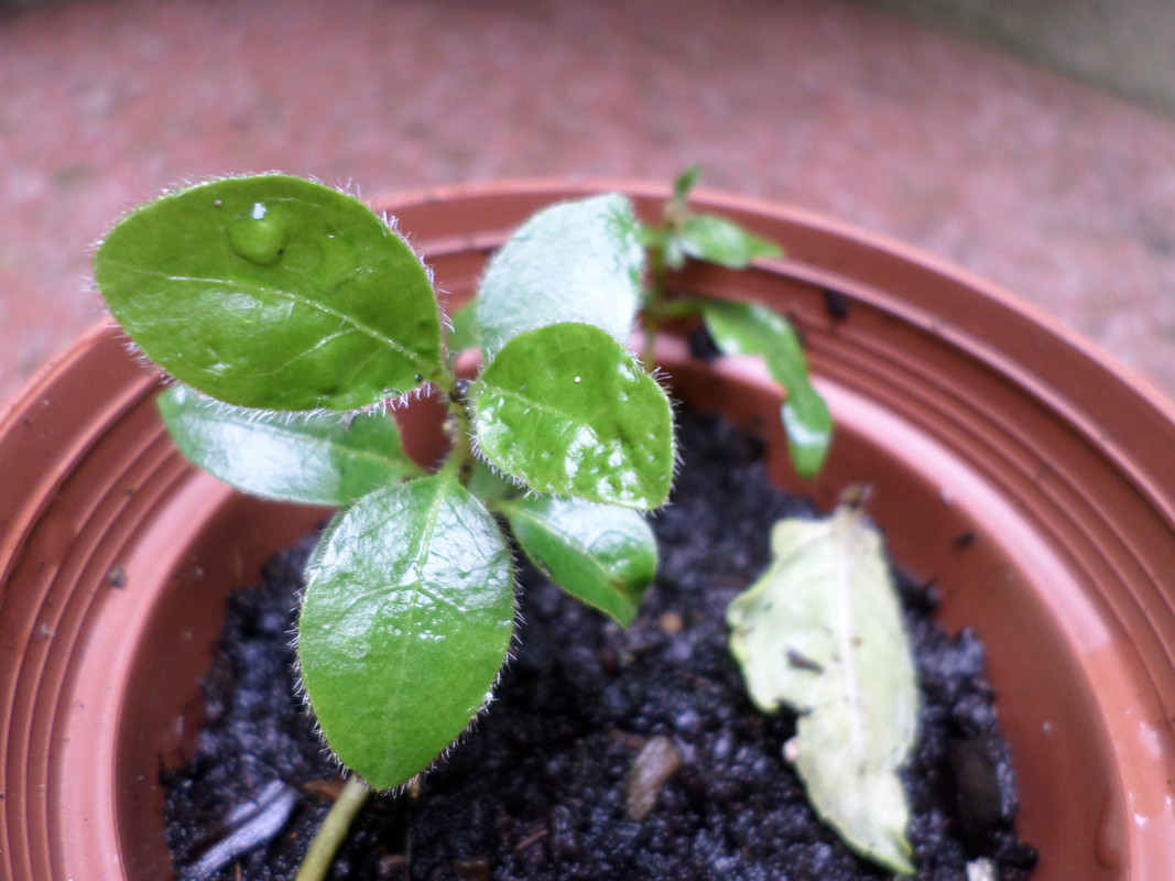 SAM 3432 — Postimages