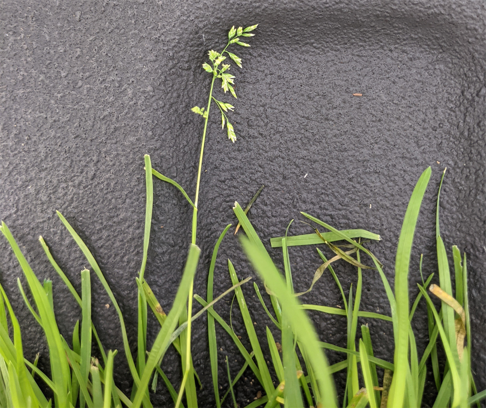 figc 006 pulled up seed — Postimages