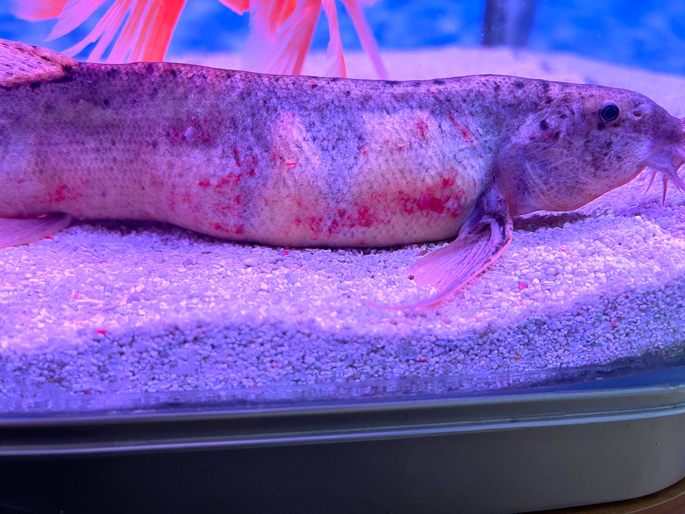 Weather Loach 2 — Postimages