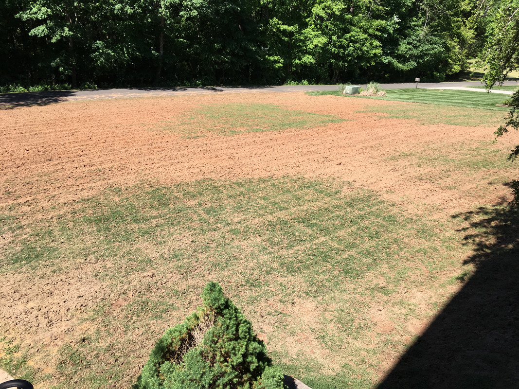 Experiment: Beat Snot Out of Lawn + 1000 lbs Milo + Poor Man's Leveling ...