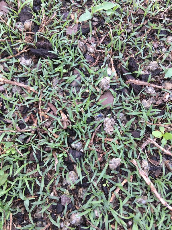 Bermuda Seedlings or Weeds.... | Lawn Care Forum