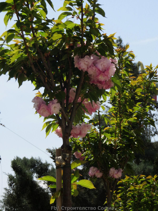 IMG 0109 — Postimages