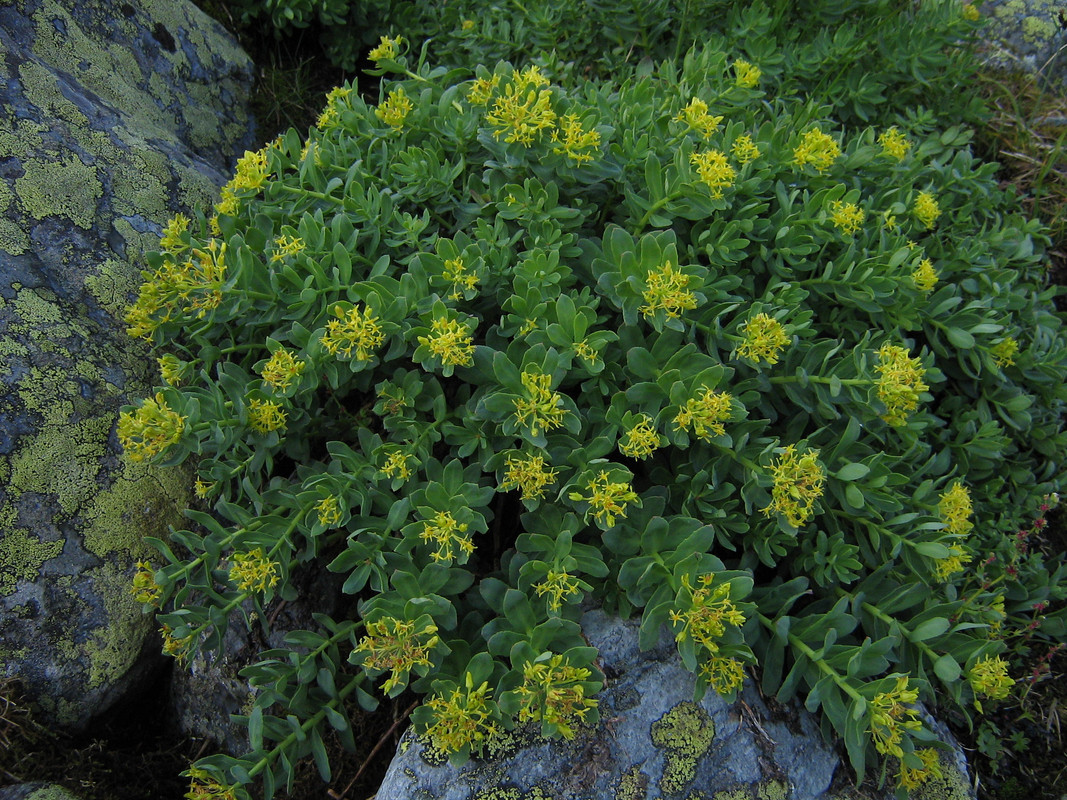 IMG 0551 — Postimages