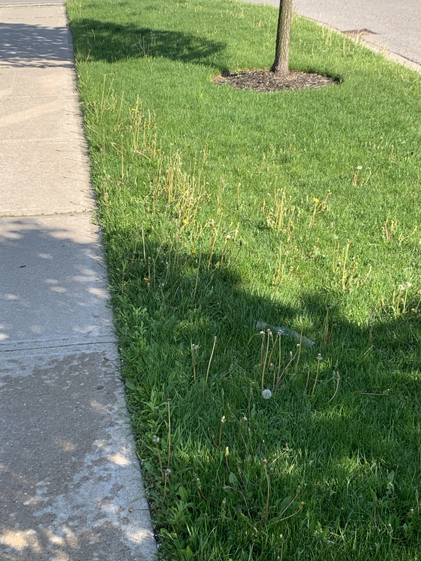 IMG 3136 — Postimages