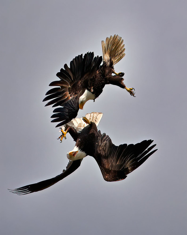 Eagle 9555nrs 72pi — Postimages