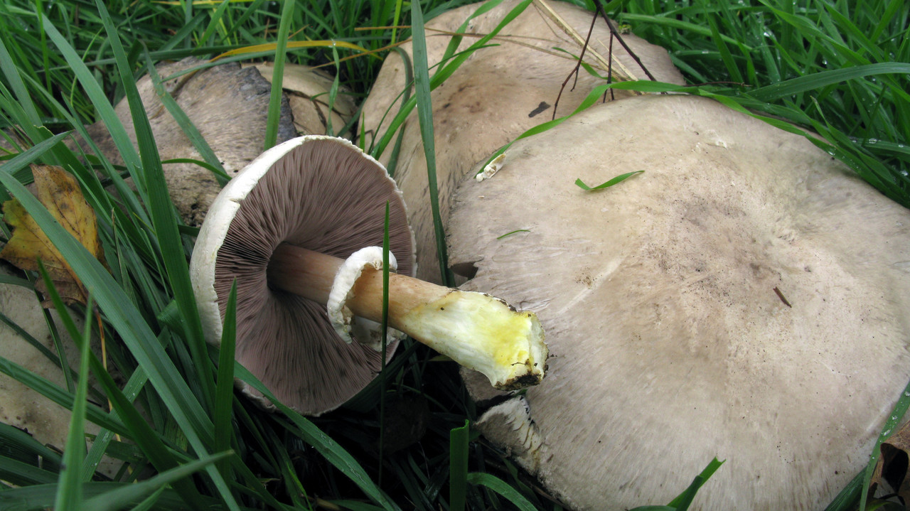 Agaricus xanthodermus АВП 20221125 — Postimages