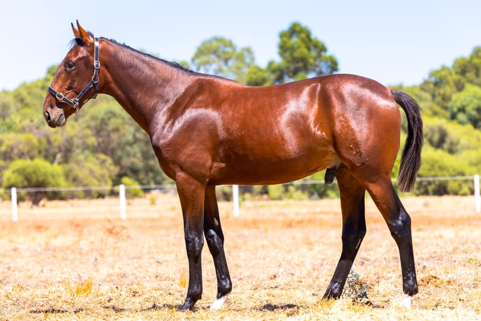 News Article - Australian Harness Racing