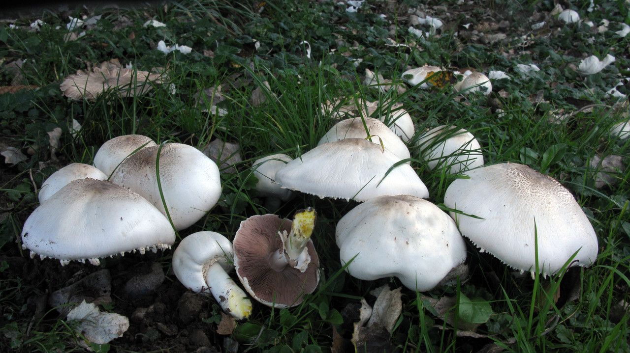 Agaricus xanthodermus AWP 20211005 — Postimages