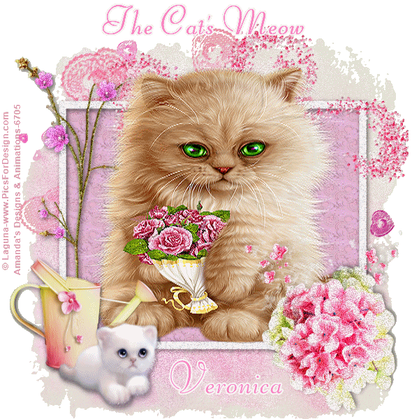 uster Challenge Cats Meow Veronica vi — Postimages