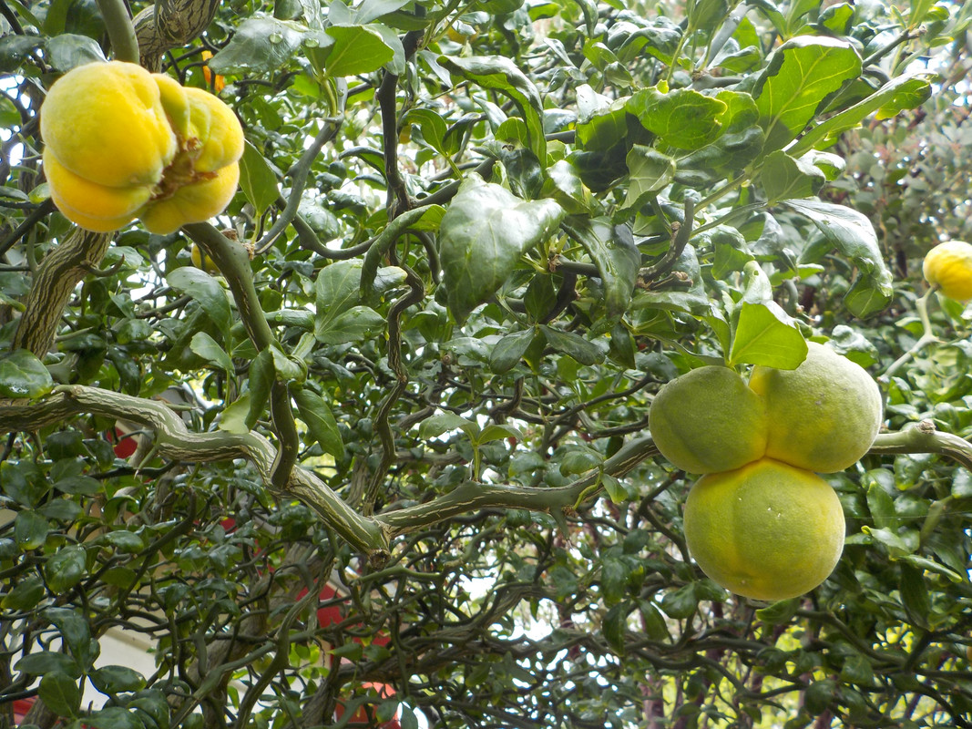 gnarly dragon fruit 2022 — Postimages