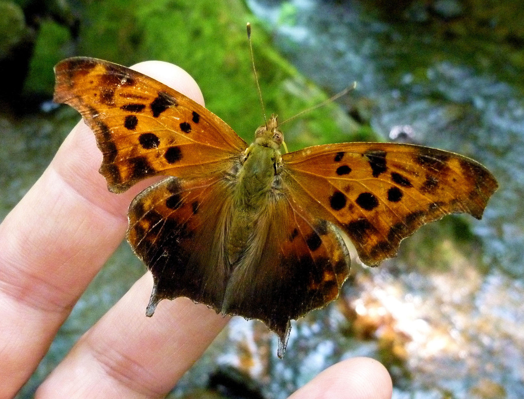 2010 07 05 question mark butterfly — Postimages