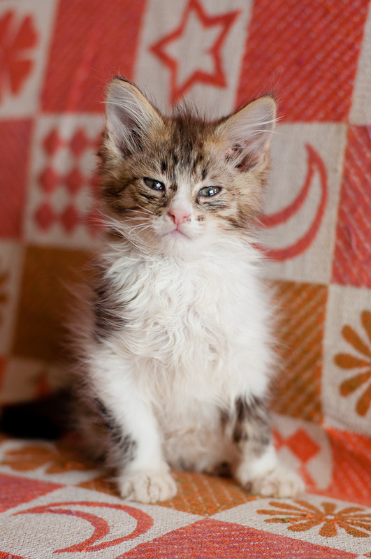 olga 23 — Postimages