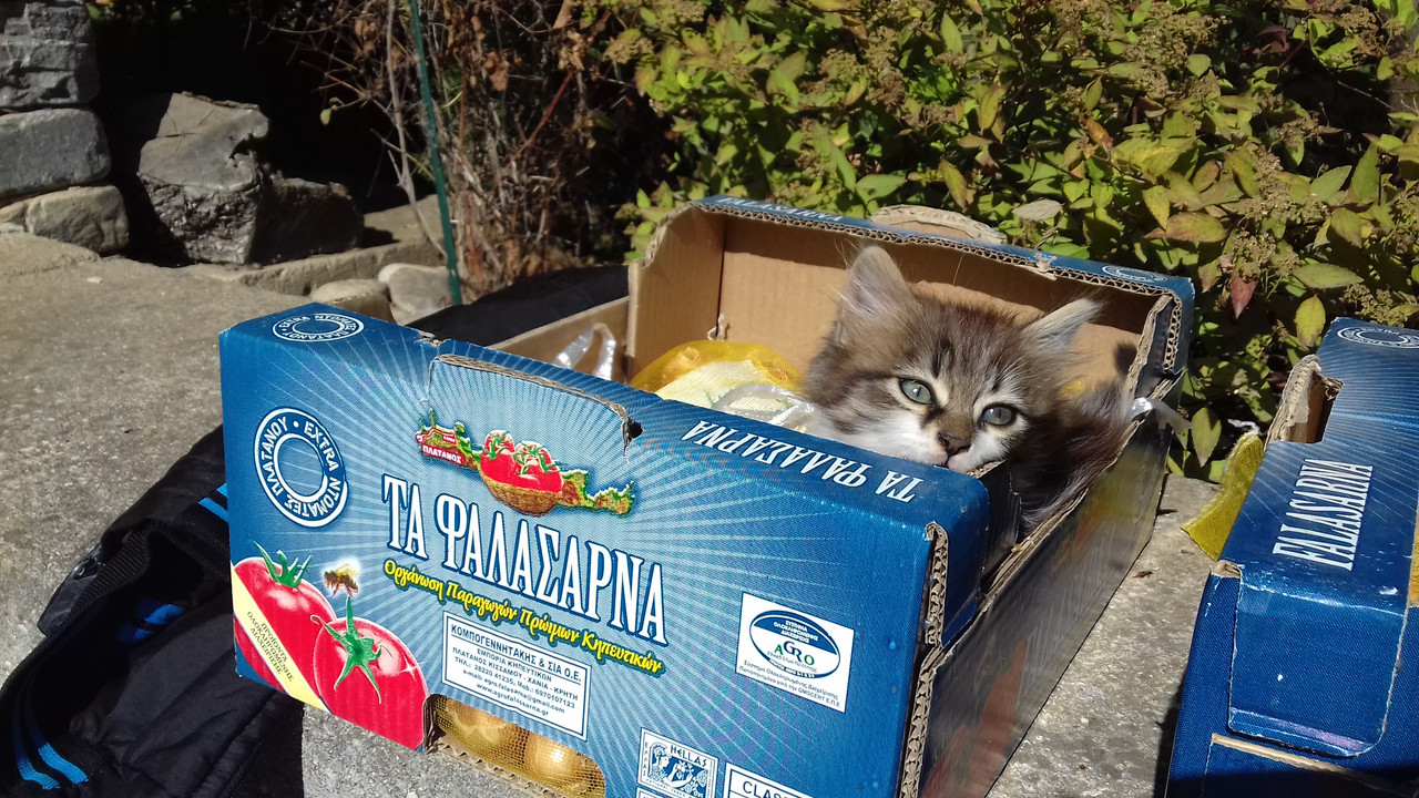 Кучета котки и други любимци Страница 335 Форум