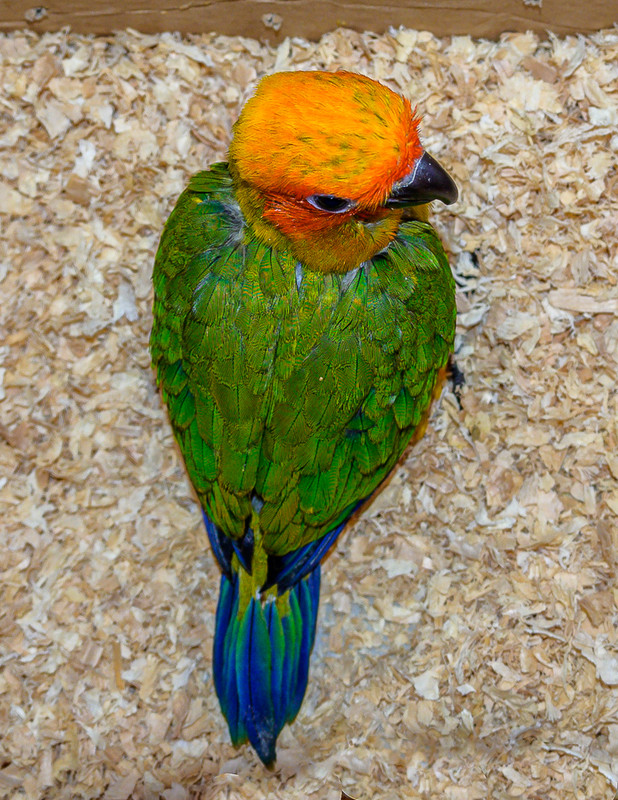 newe bird 1 2 — Postimages