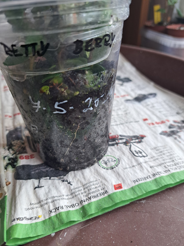 20240611 092616 — Postimages