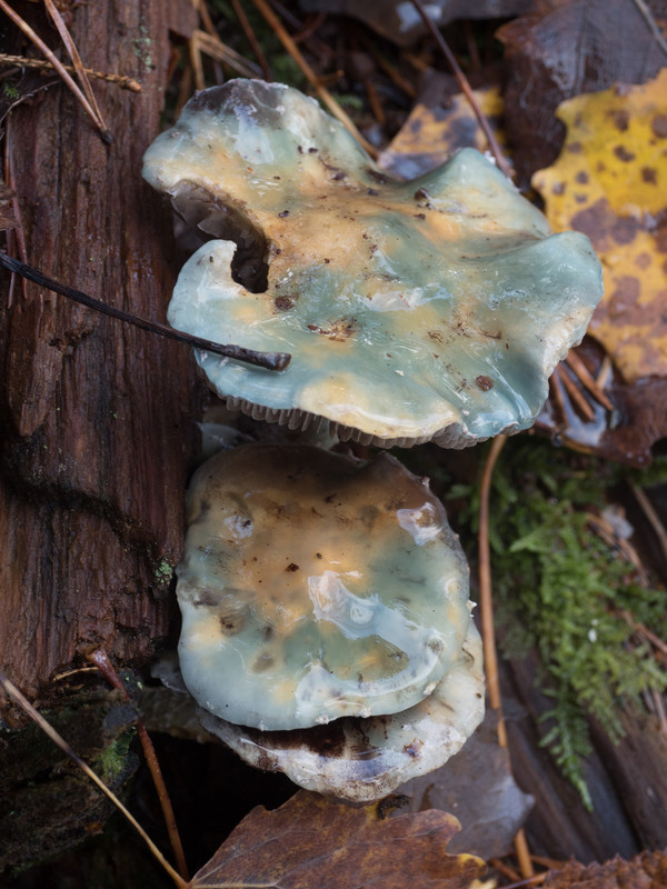 Stropharia A4 — Postimages