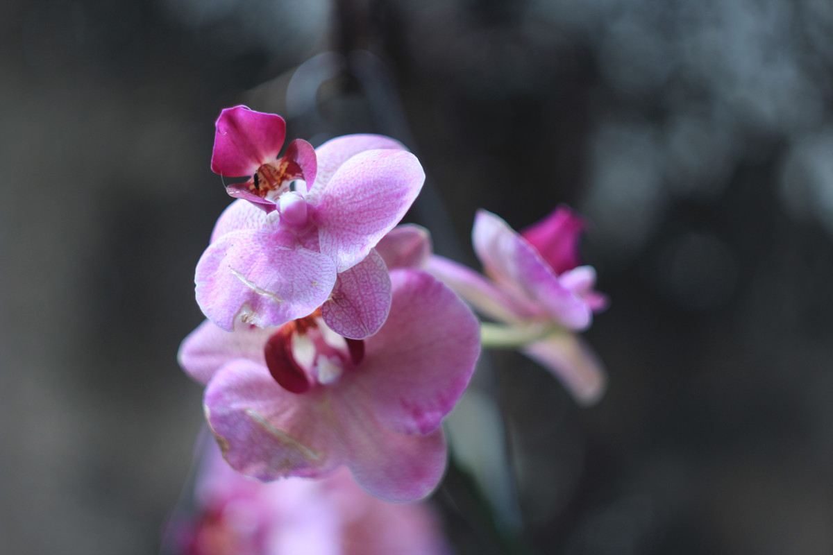 IMG 8981 — Postimages